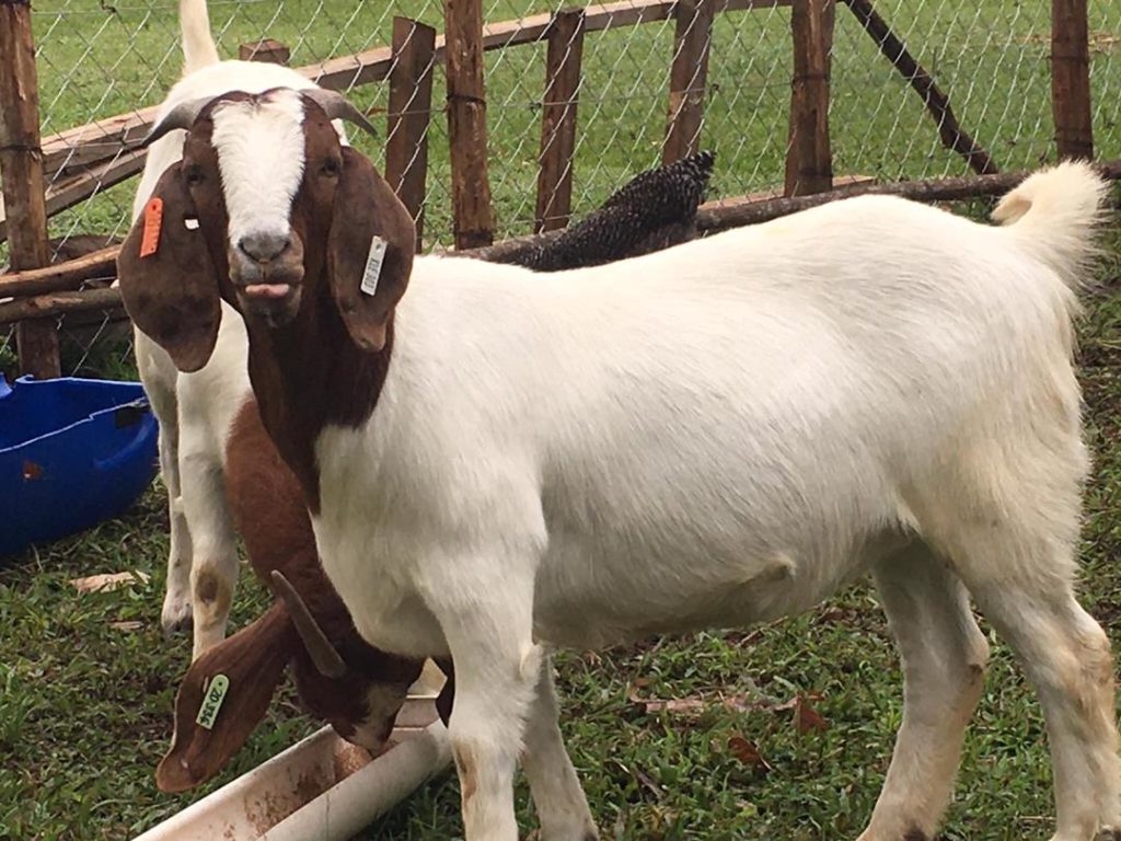 Goats - Sinza Breeding