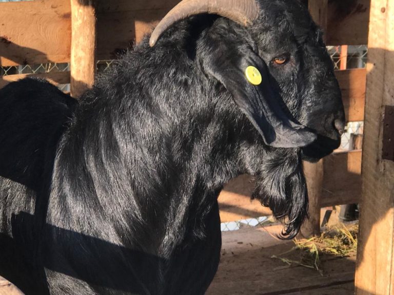 Goats - Sinza Breeding