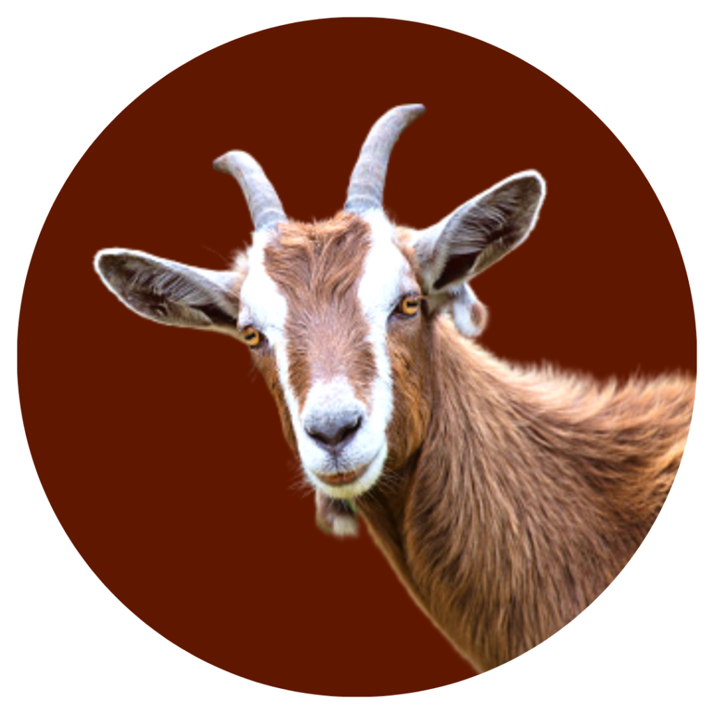 Home - Sinza Breeding